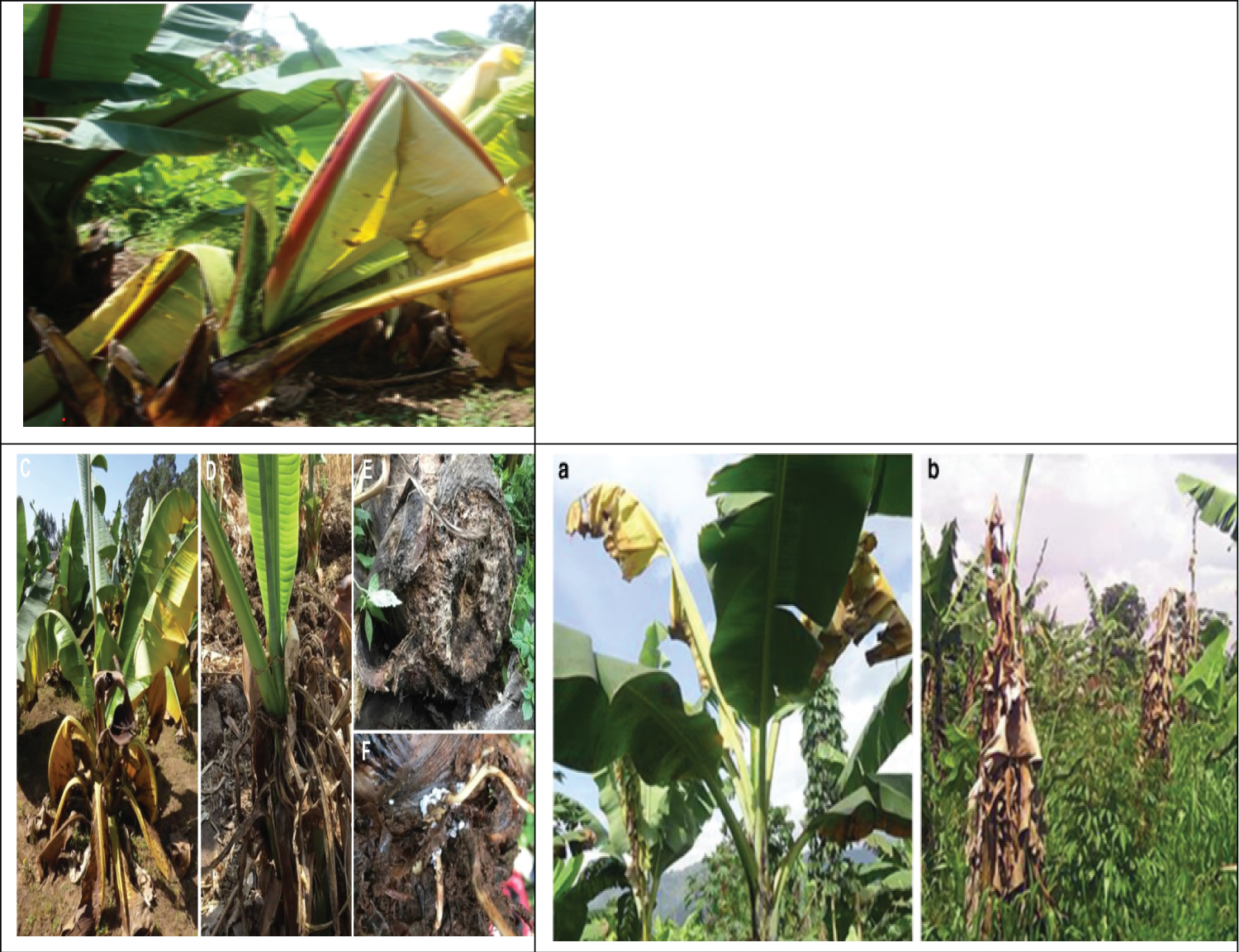 Journal of Plant Pathology Research | Best Scientific Journals